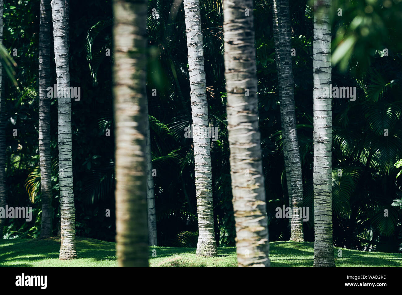 Smooth tree trunks hi-res stock photography and images - Alamy