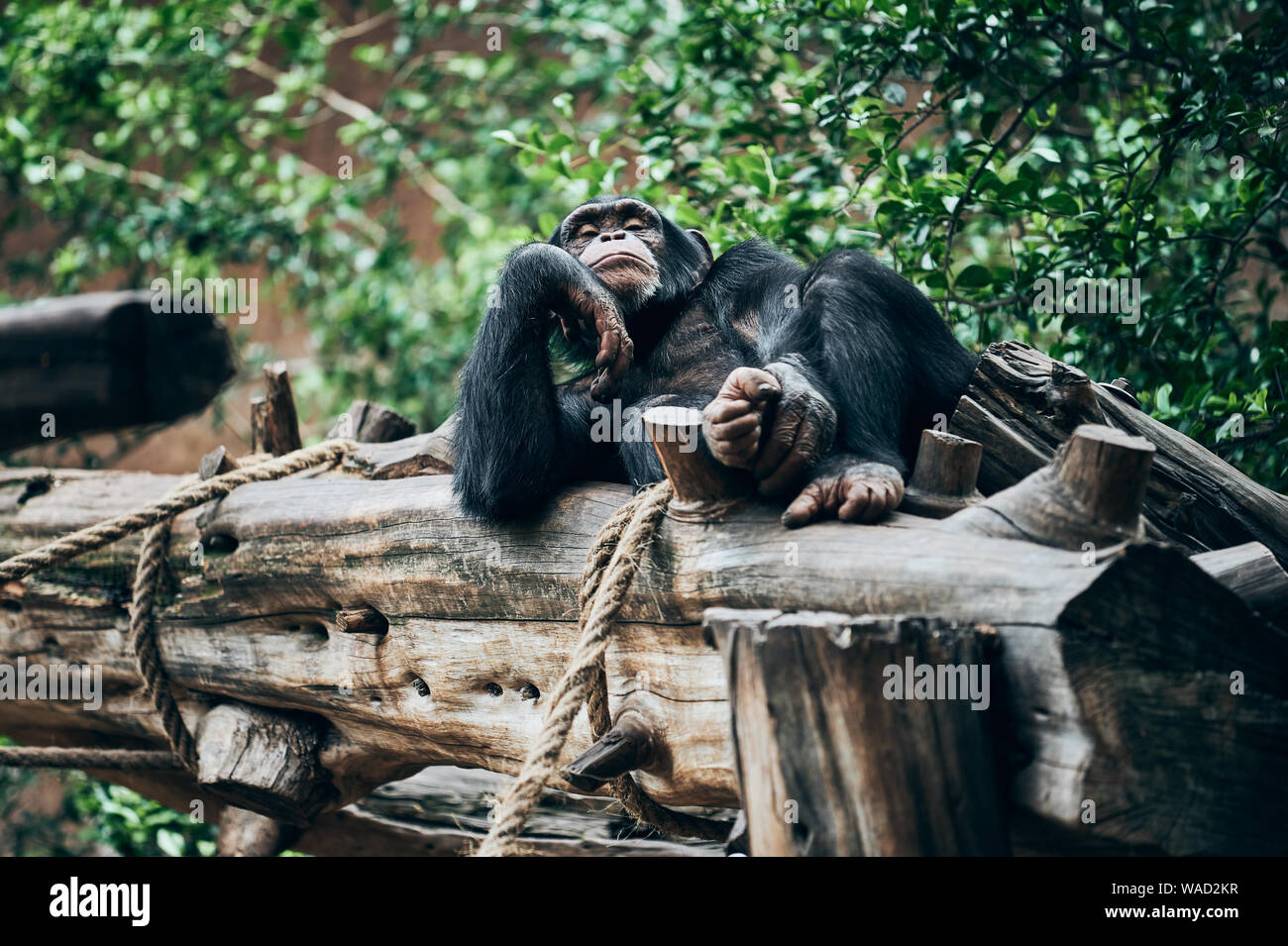 Intelligent monkey with black fur lying on log propping head and ...