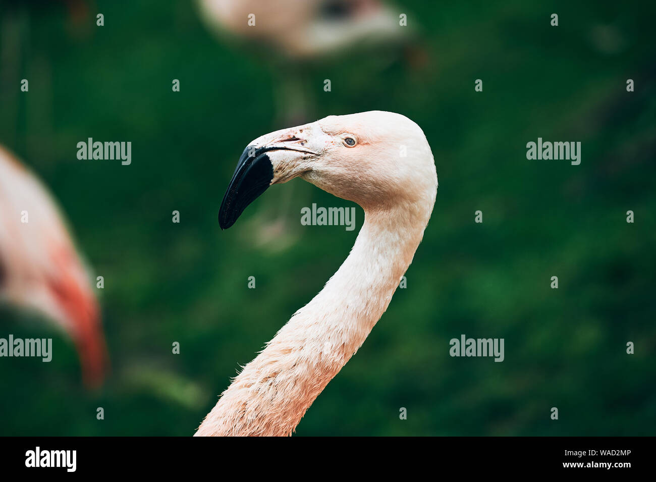 Side view of flamingo bird with pink plumage and large beak in greenery ...