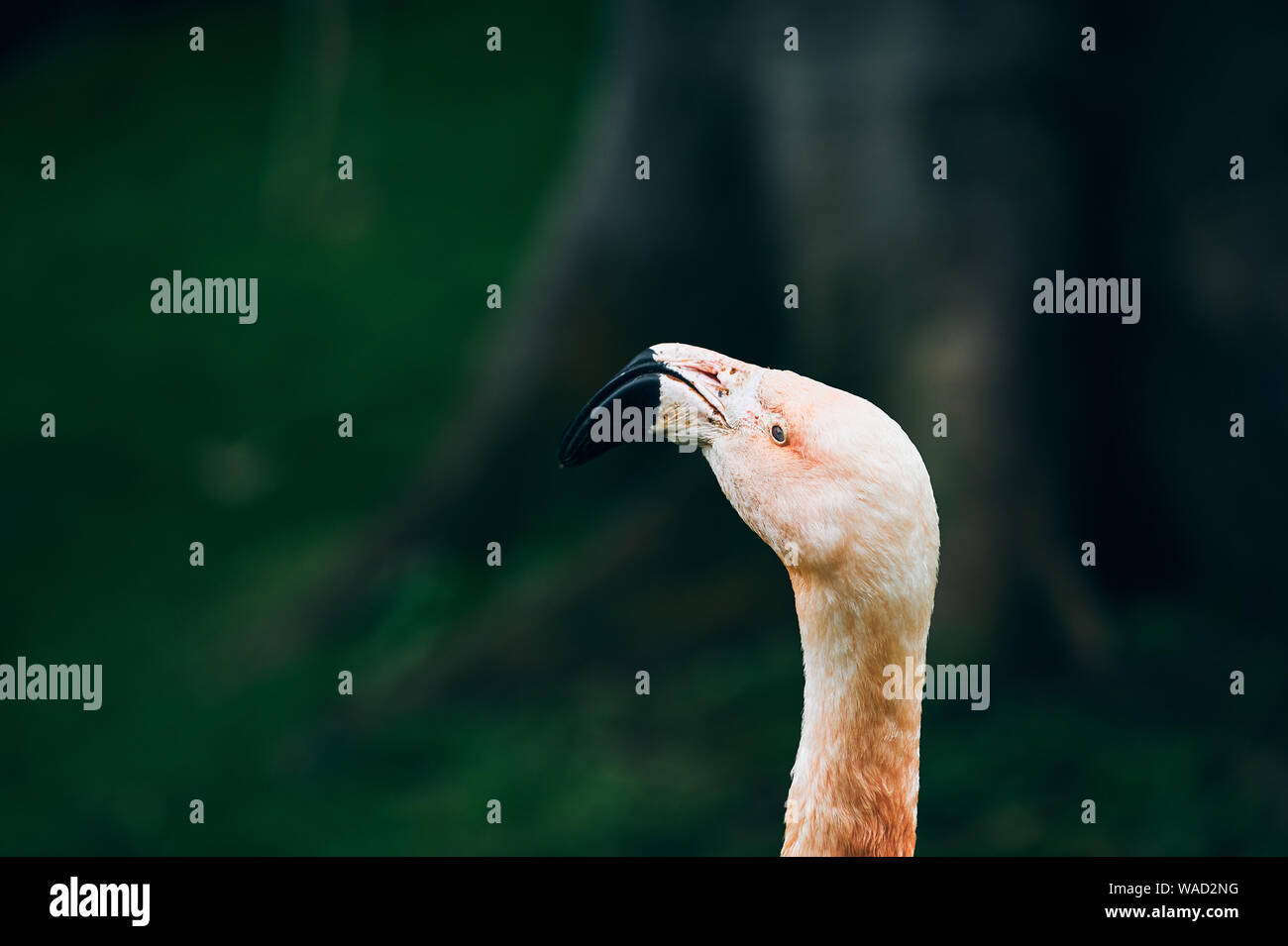 Side view of pink bird flamingo with reddish feather and large black ...