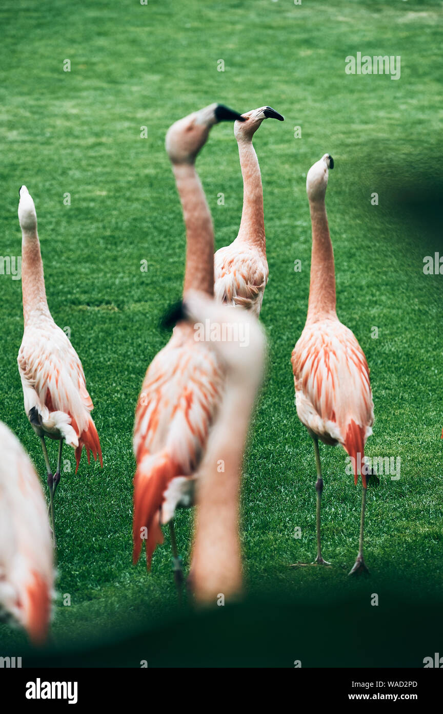 Thin legs hi-res stock photography and images - Alamy