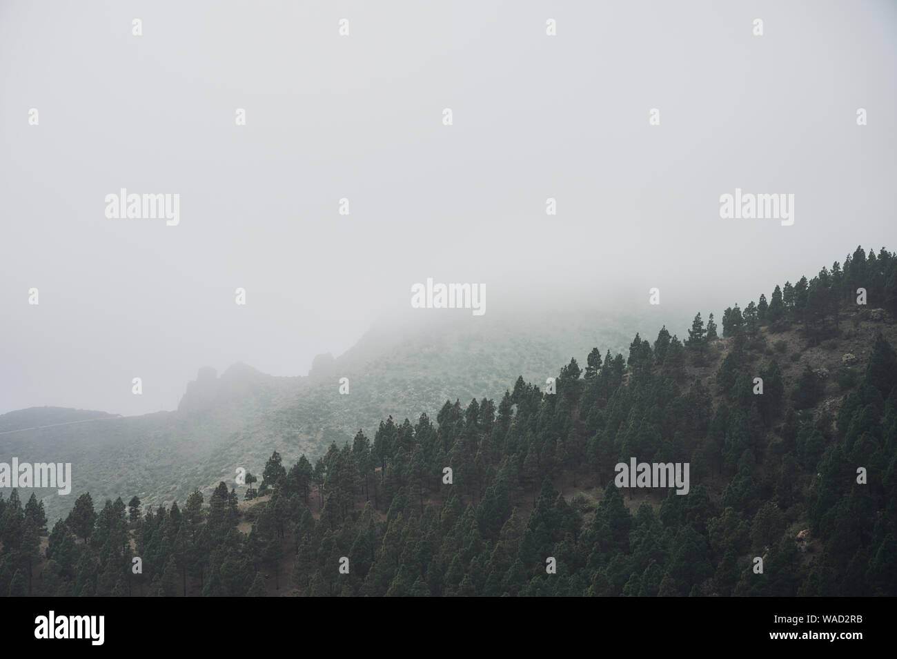 Fog rising from mountains covered with green trees in Tenerife Stock ...