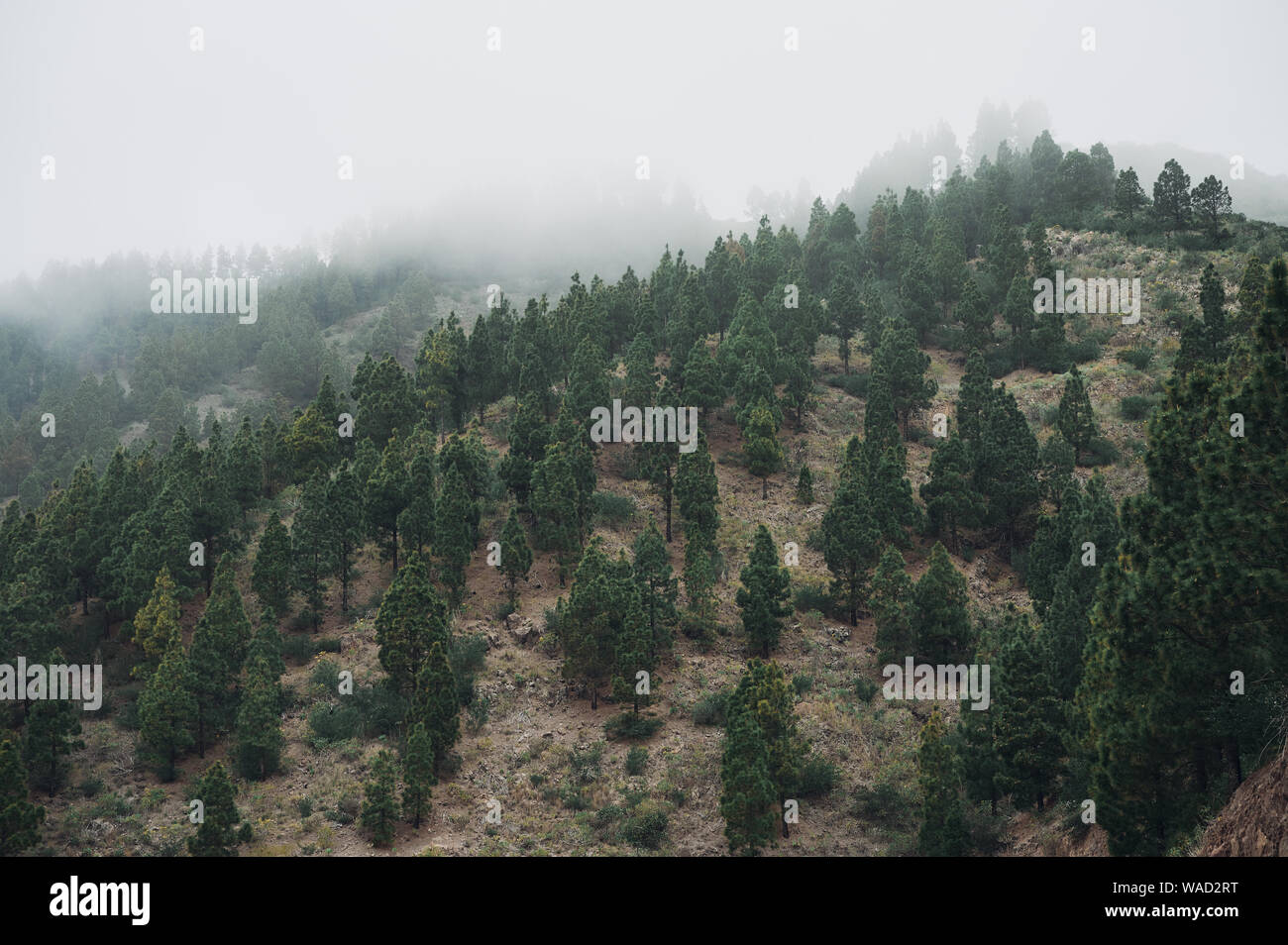 Drone rising above trees in hi-res stock photography and images - Alamy