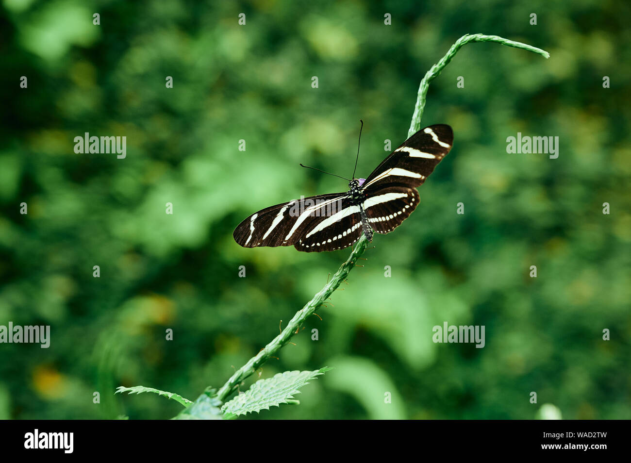 Closeup Heliconian Longwing Zebra butterfly with black and white ...