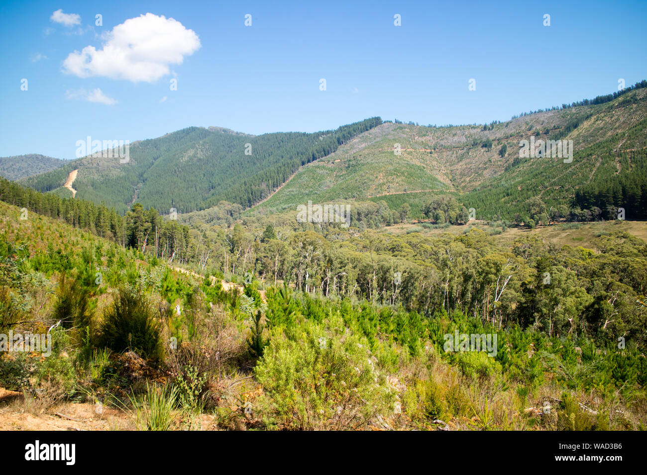 Timber plantation australia hi-res stock photography and images - Alamy