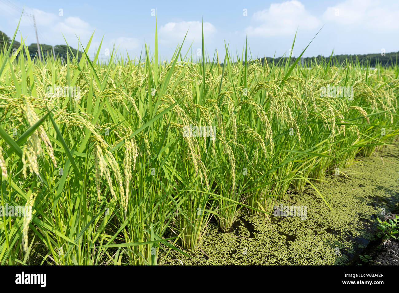 Rice field in summer, Mooka City, Tochigi Prefecture, Japan Stock Photo ...