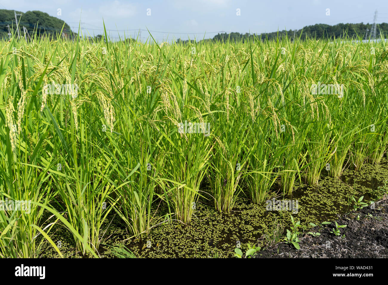 Rice field in summer, Mooka City, Tochigi Prefecture, Japan Stock Photo ...