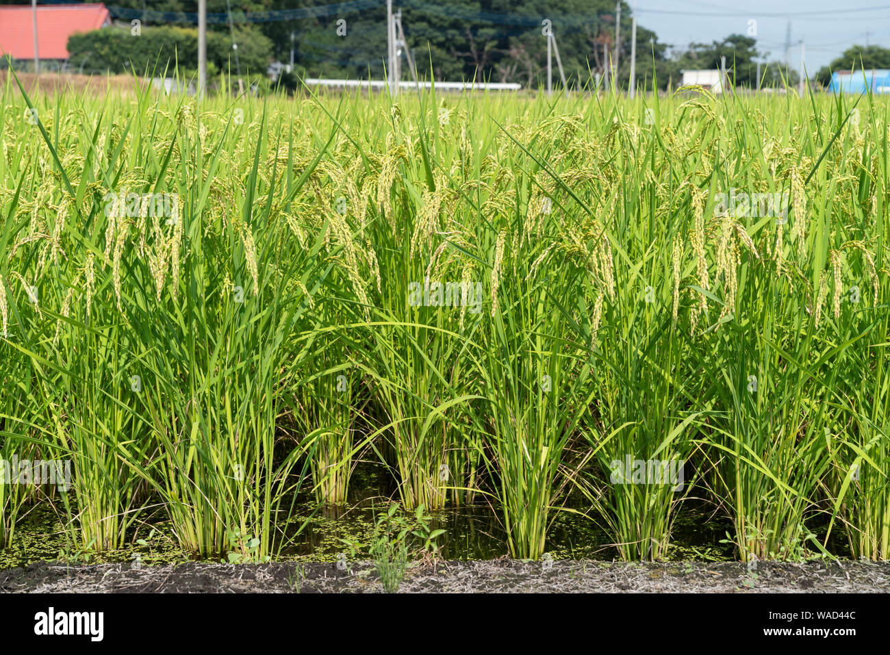 Rice field in summer, Mooka City, Tochigi Prefecture, Japan Stock Photo ...