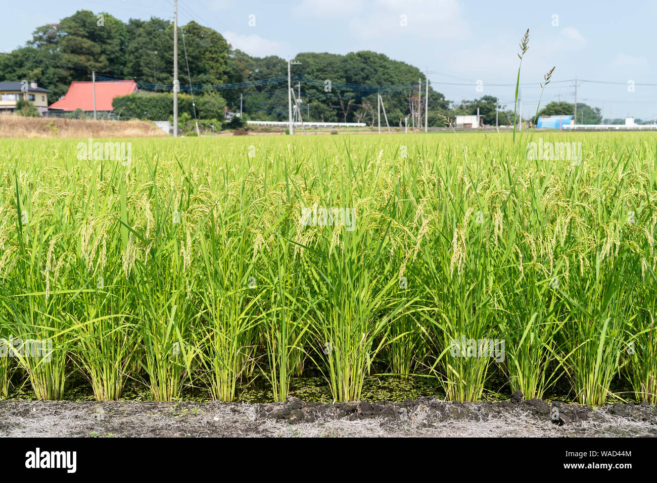 Rice field in summer, Mooka City, Tochigi Prefecture, Japan Stock Photo ...