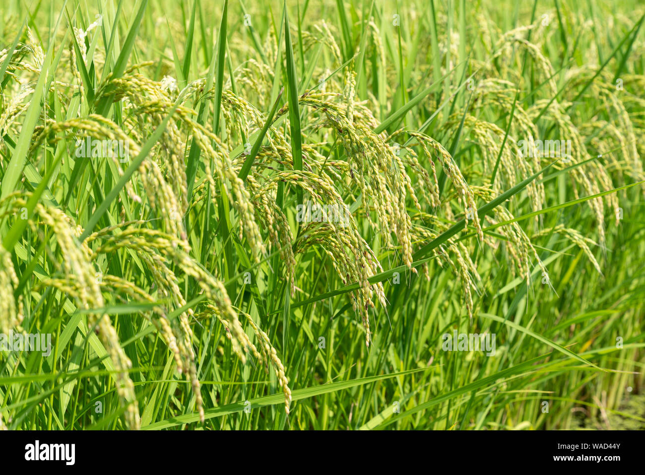 Rice field in summer, Mooka City, Tochigi Prefecture, Japan Stock Photo ...
