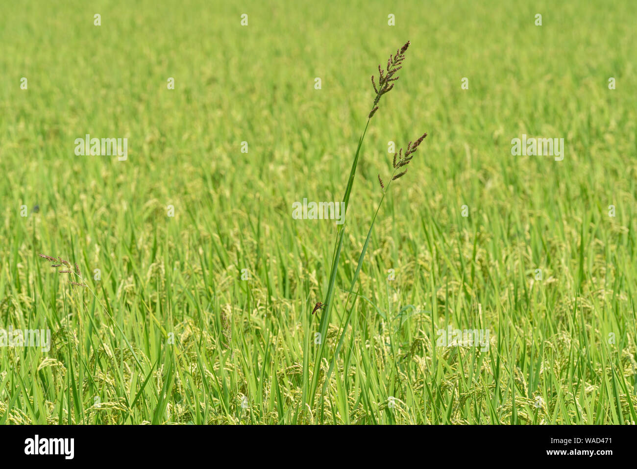 Rice barnyardgrass (Echinochloa oryzicola Vasing), Rice field in summer ...