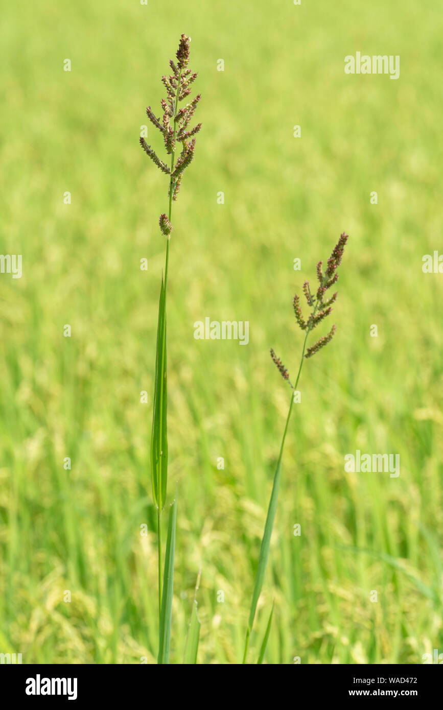 Rice barnyardgrass (Echinochloa oryzicola Vasing), Rice field in summer ...