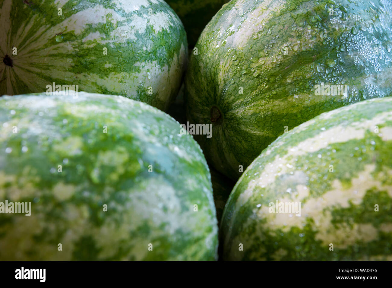 Water collecting on a stack of fresh green watermelon at a summer ...