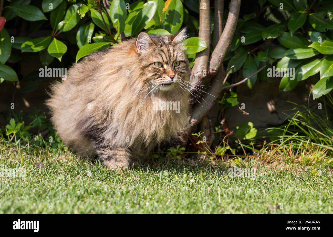 Beautiful siberian cat in a garden, playing on the grass green Stock ...