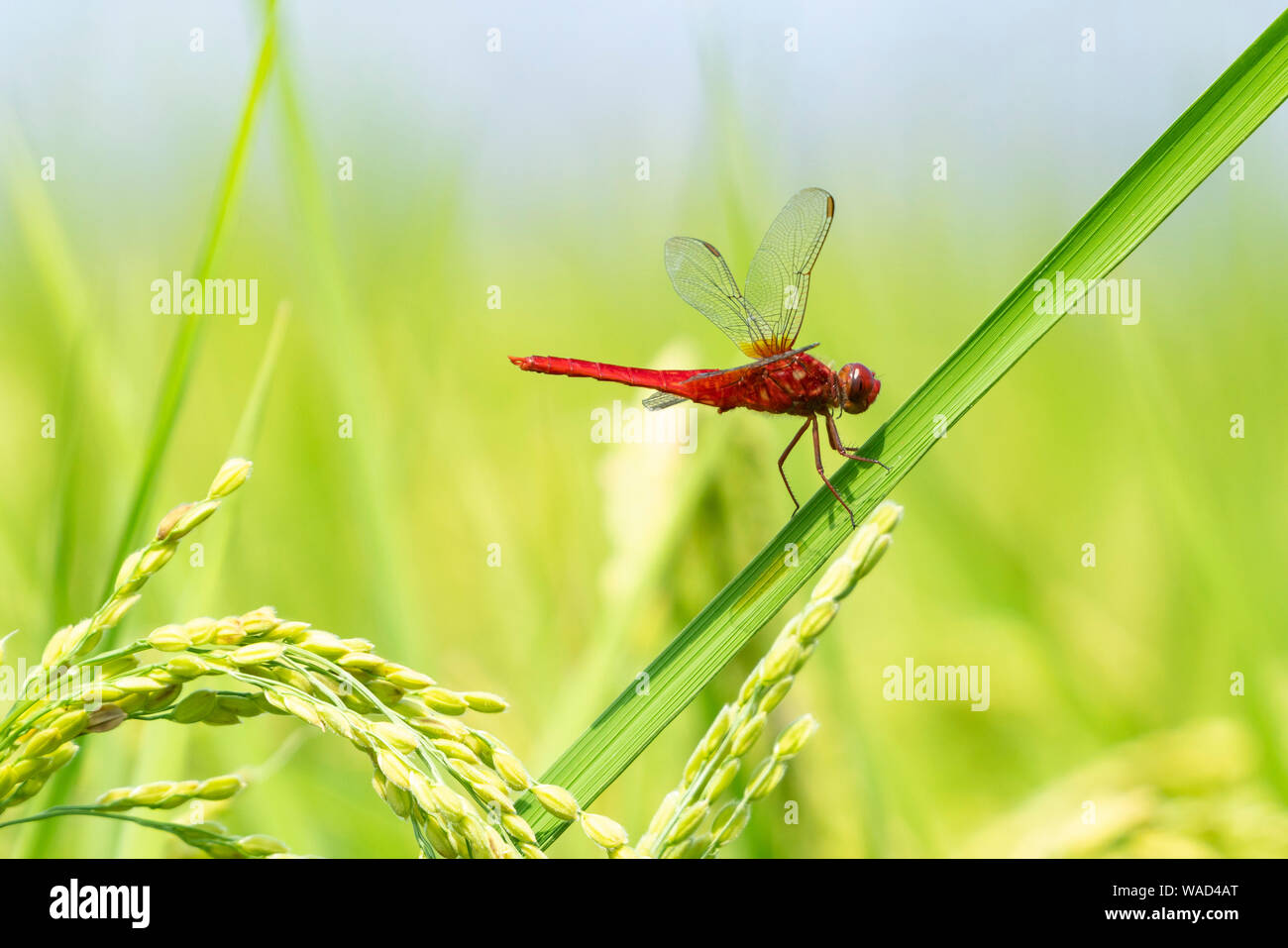 Scarlet skimmer ( Crocothemis servilia ) at summer rice field, Mooka ...