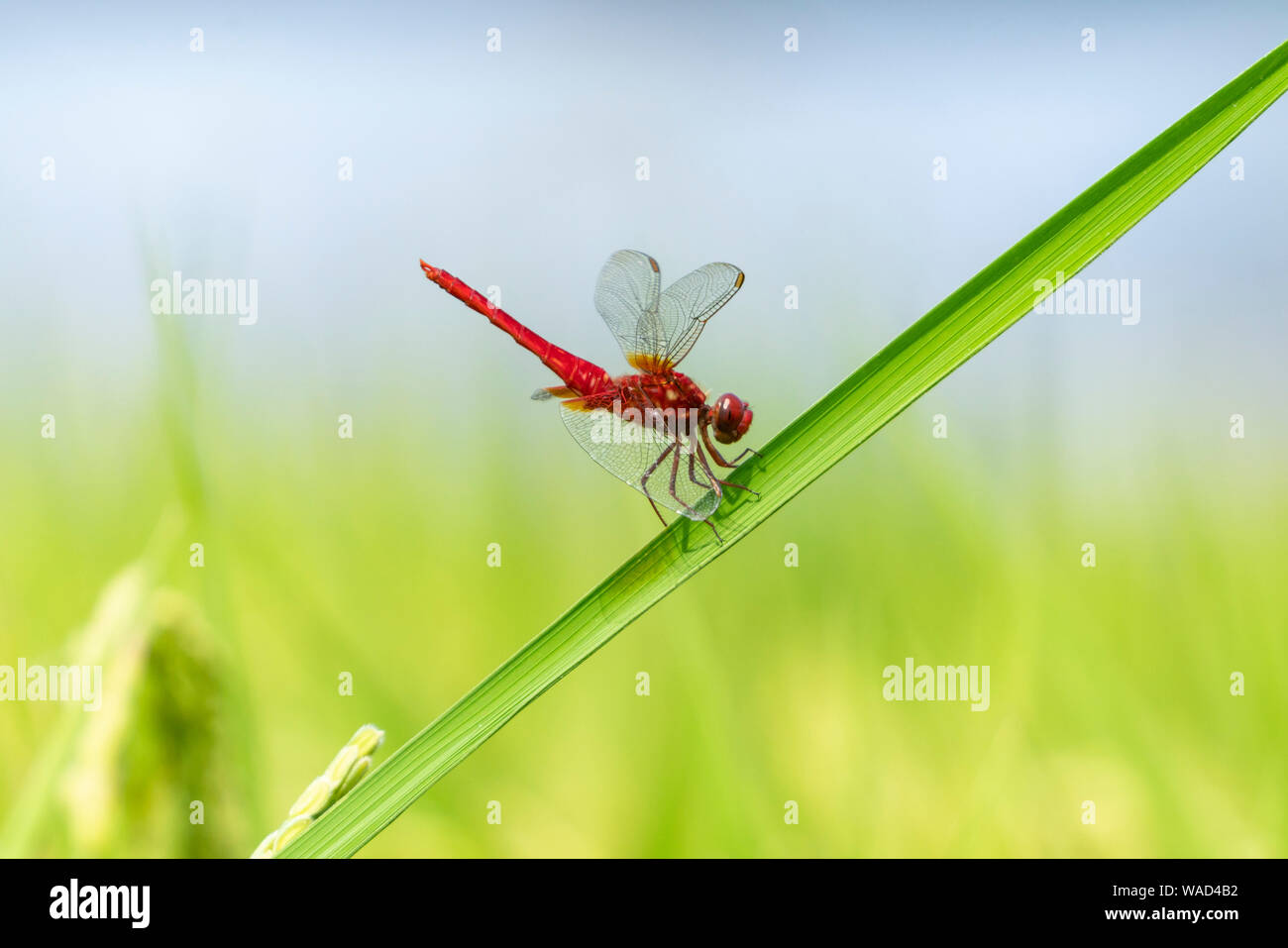 Scarlet skimmer ( Crocothemis servilia ) at summer rice field, Mooka ...