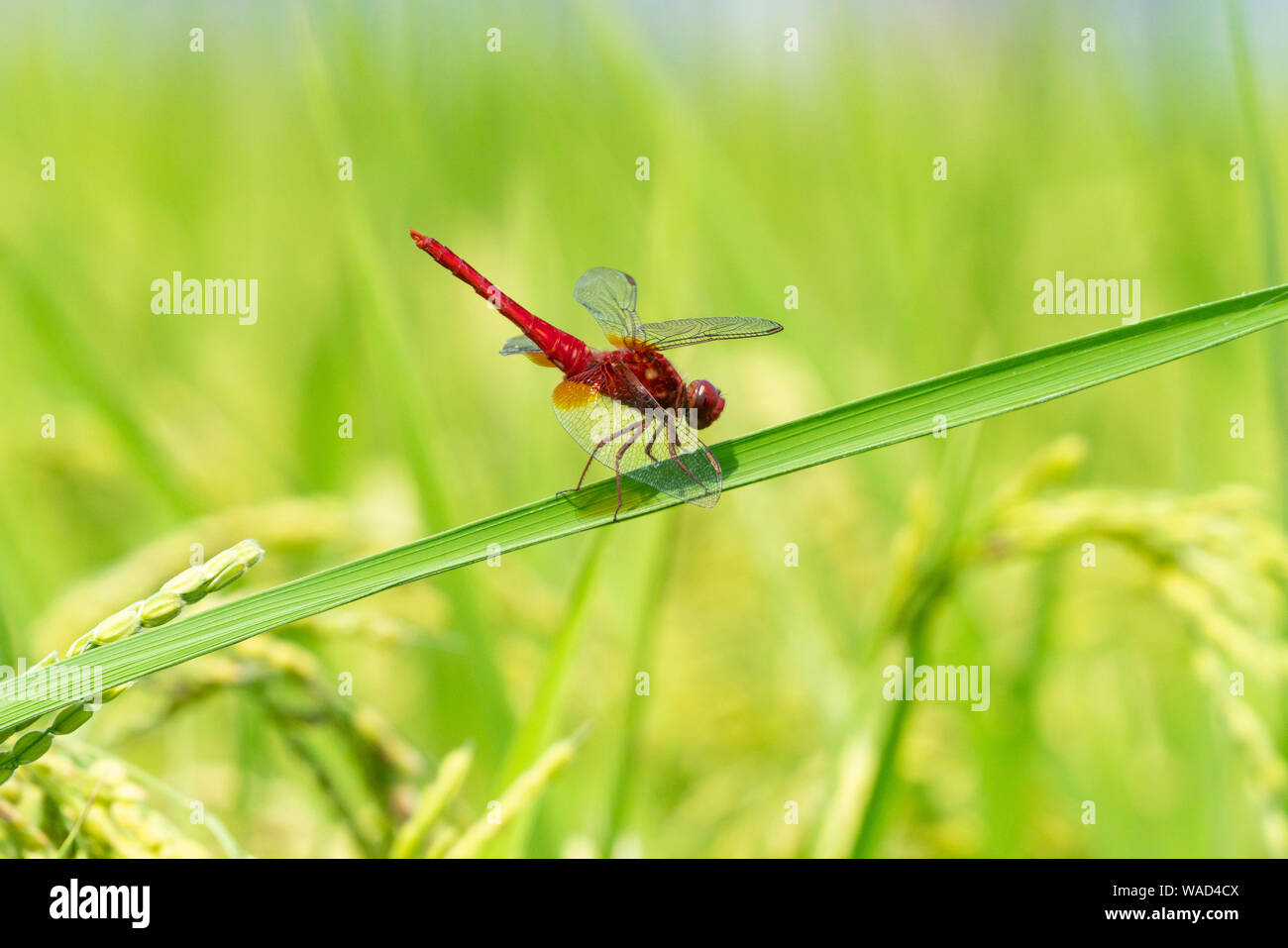 Scarlet skimmer ( Crocothemis servilia ) at summer rice field, Mooka ...
