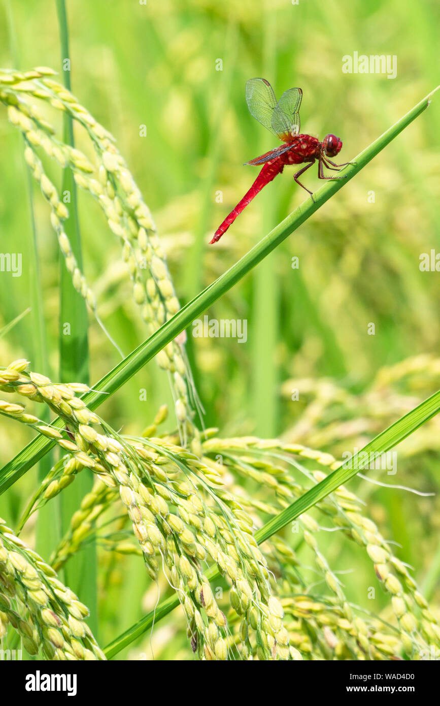 Scarlet skimmer ( Crocothemis servilia ) at summer rice field, Mooka ...