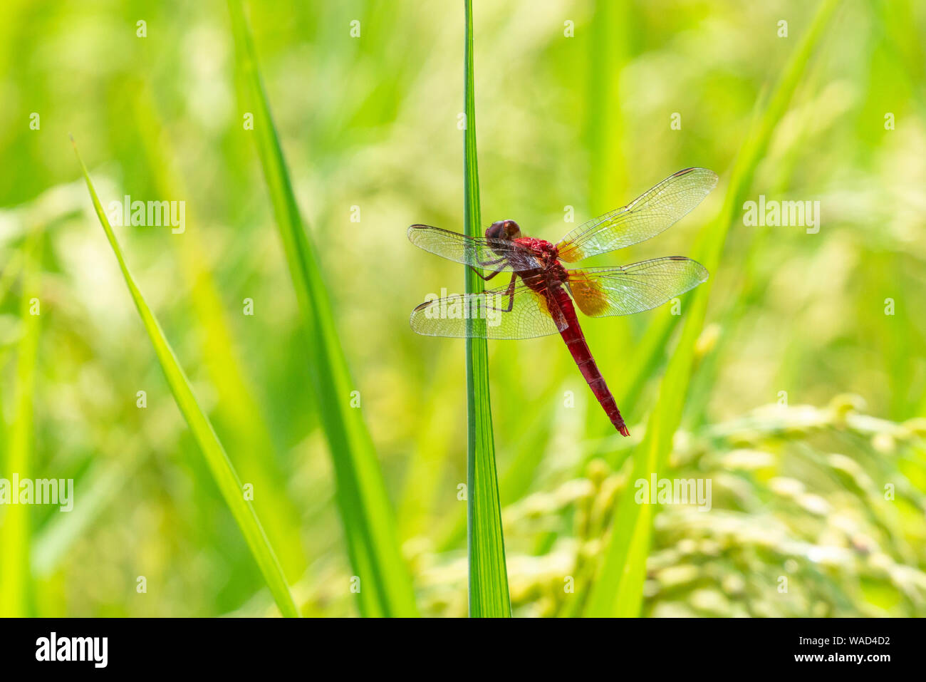 Scarlet skimmer ( Crocothemis servilia ) at summer rice field, Mooka ...