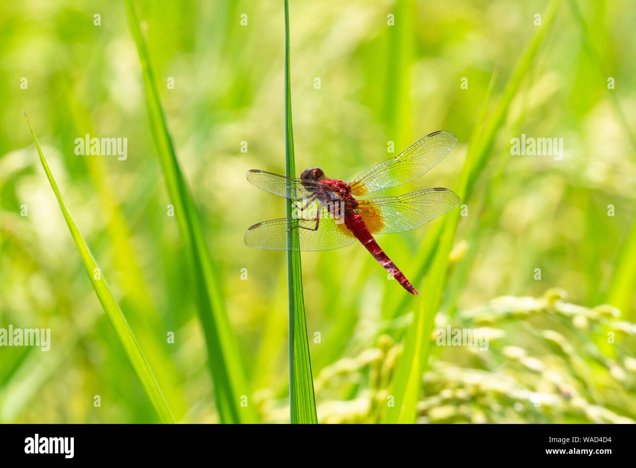 Scarlet skimmer ( Crocothemis servilia ) at summer rice field, Mooka ...