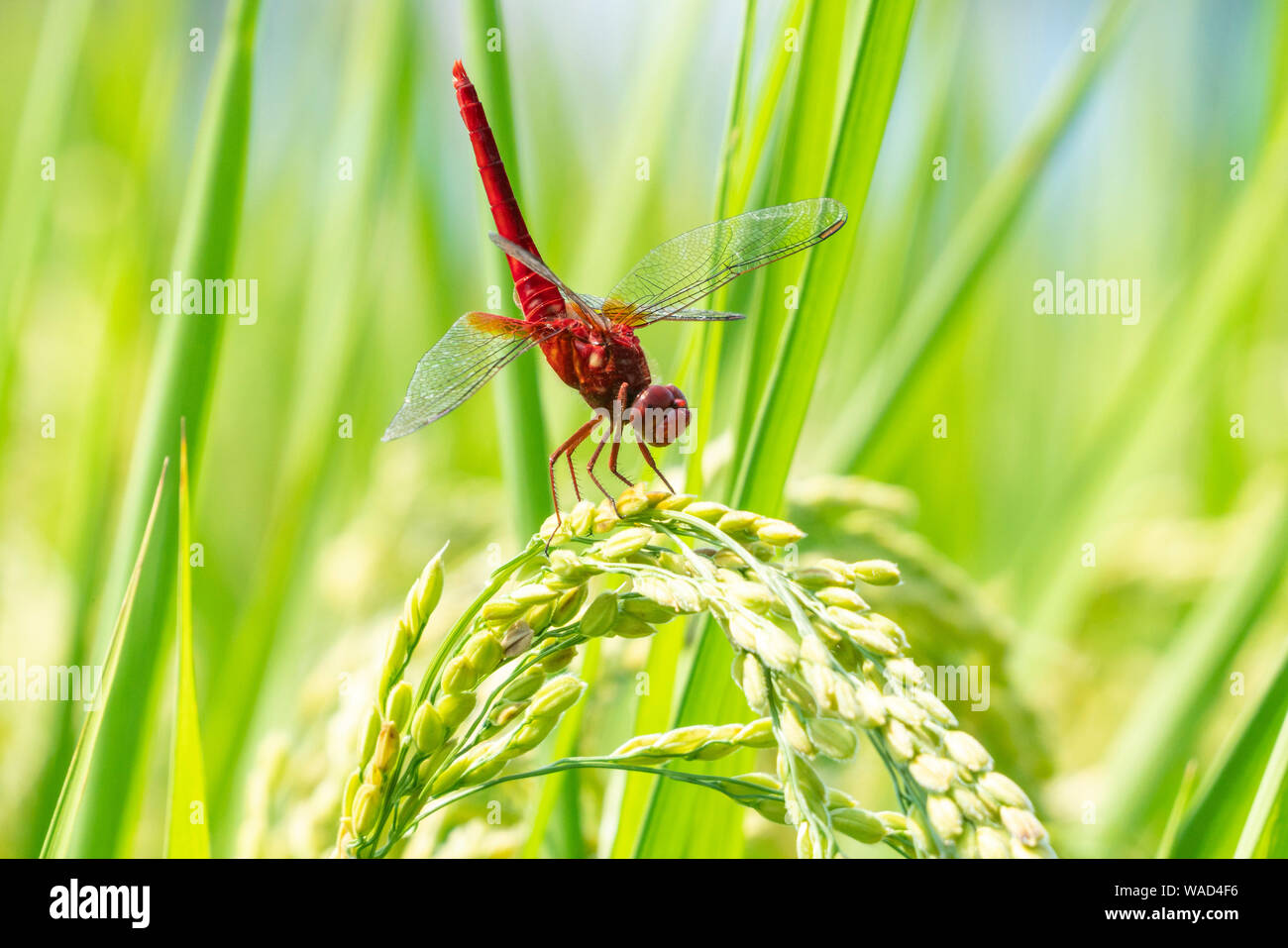 Scarlet skimmer ( Crocothemis servilia ) at summer rice field, Mooka ...