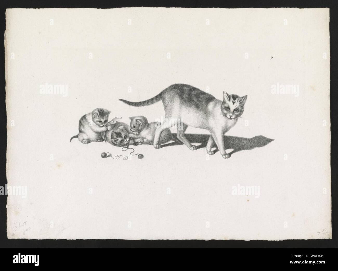 Domestic cat with three kittens, playing Stock Photo - Alamy