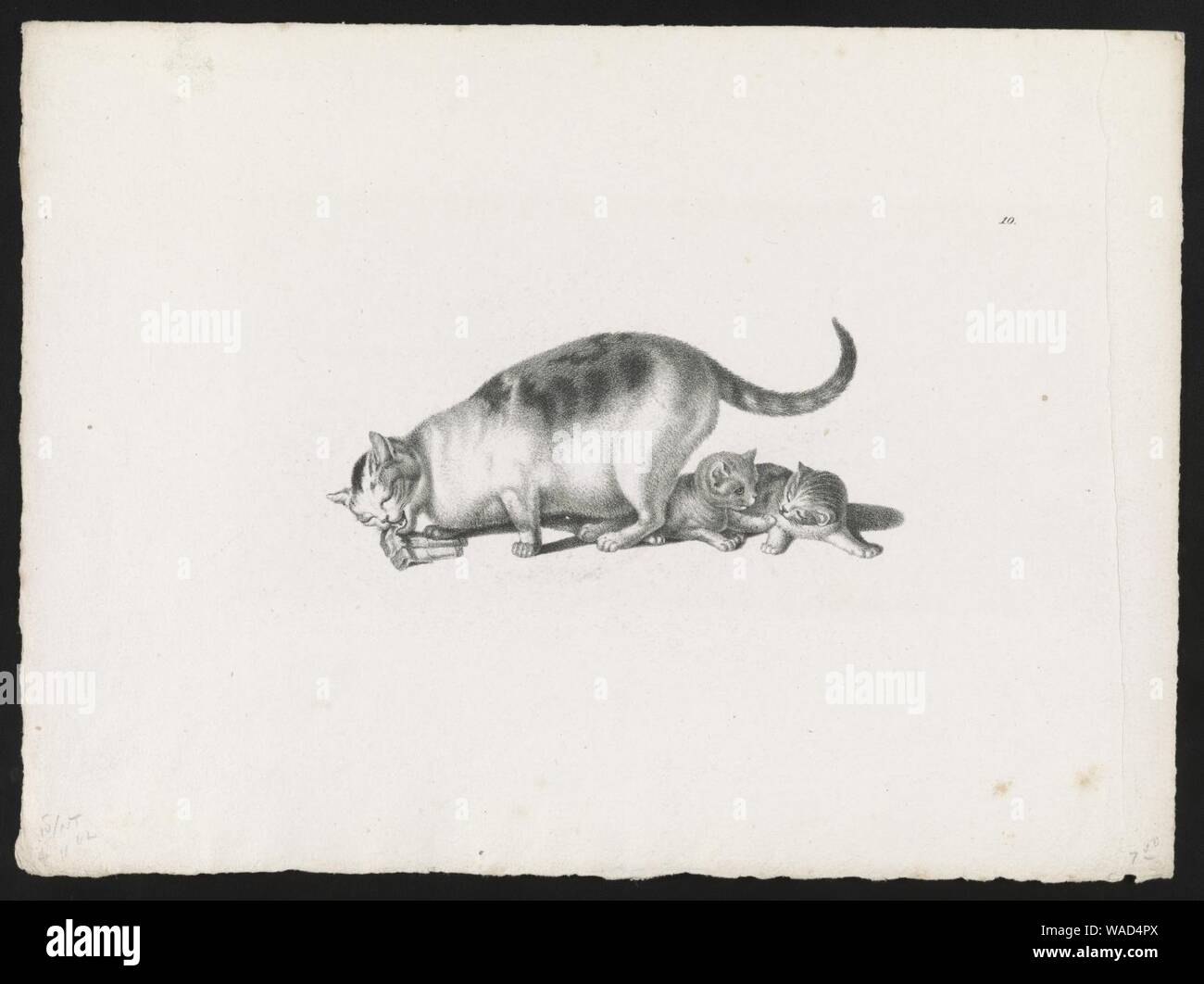 Domestic cat eating while two kittens play Stock Photo - Alamy