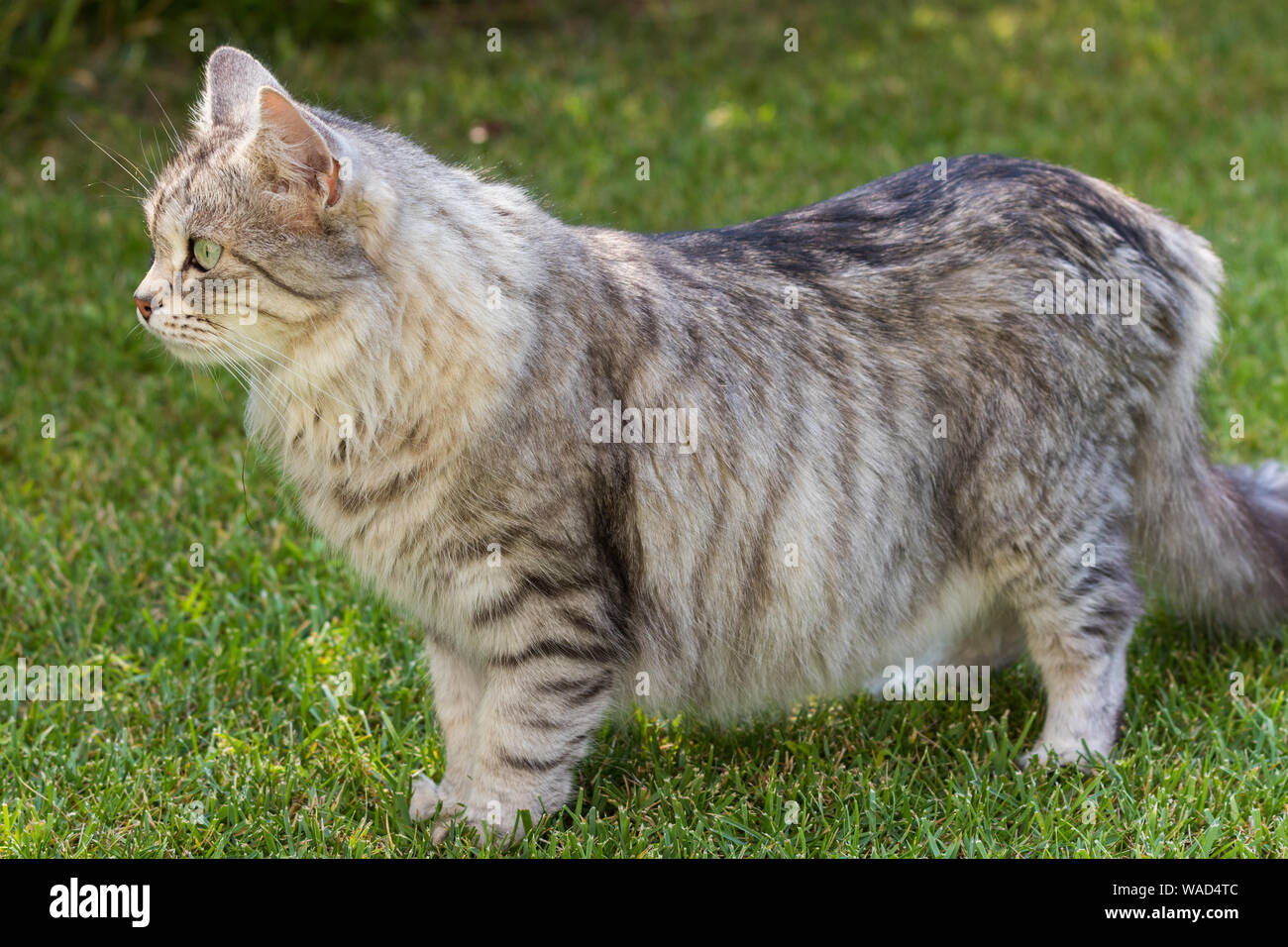 Beautiful siberian cat in a garden, playing on the grass green Stock ...