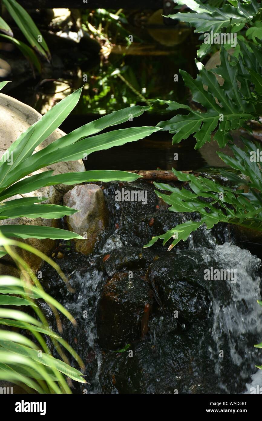 I created this Florida Photograph of a small stream flowing through a ...