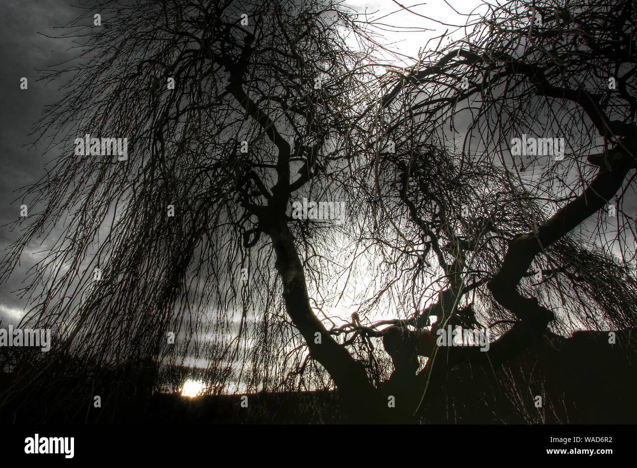 Spooky night scene hi-res stock photography and images - Alamy