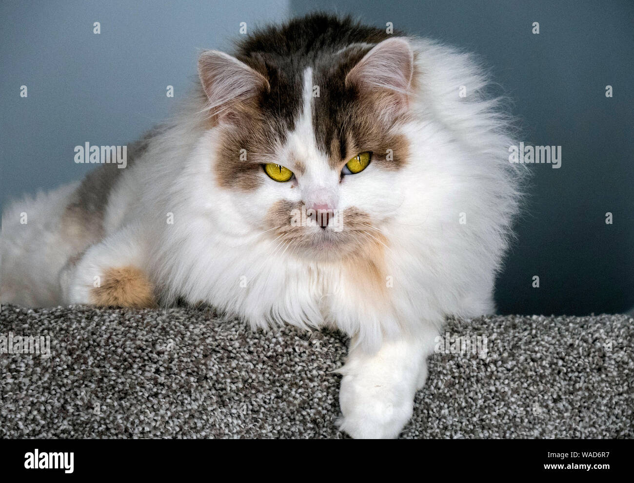 The pricess hi-res stock photography and images - Alamy