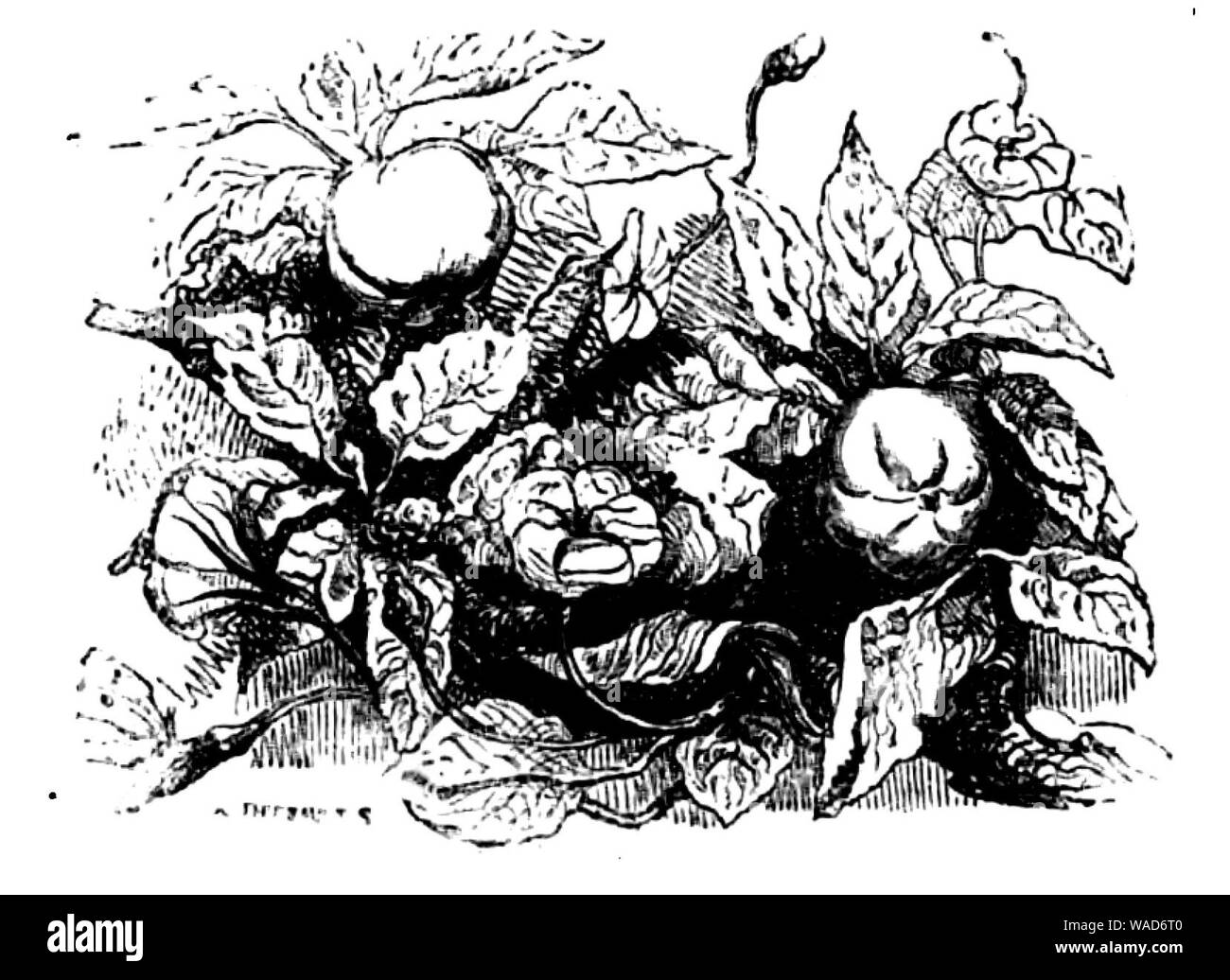 Don Chisciotte (Gamba-Ambrosoli) Vol.2-0206 Stock Photo - Alamy