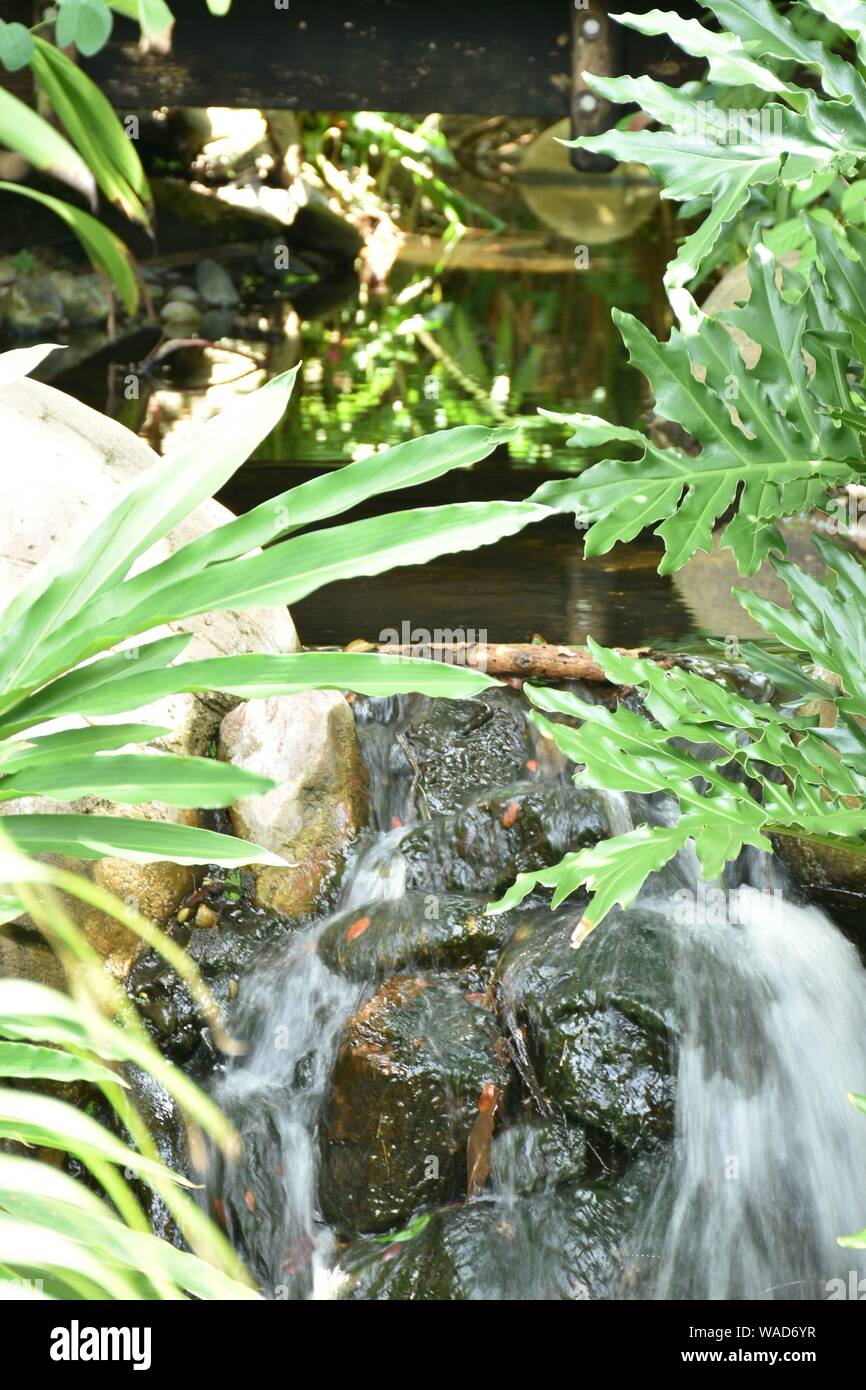 I created this Florida Photograph of a small stream flowing through a ...