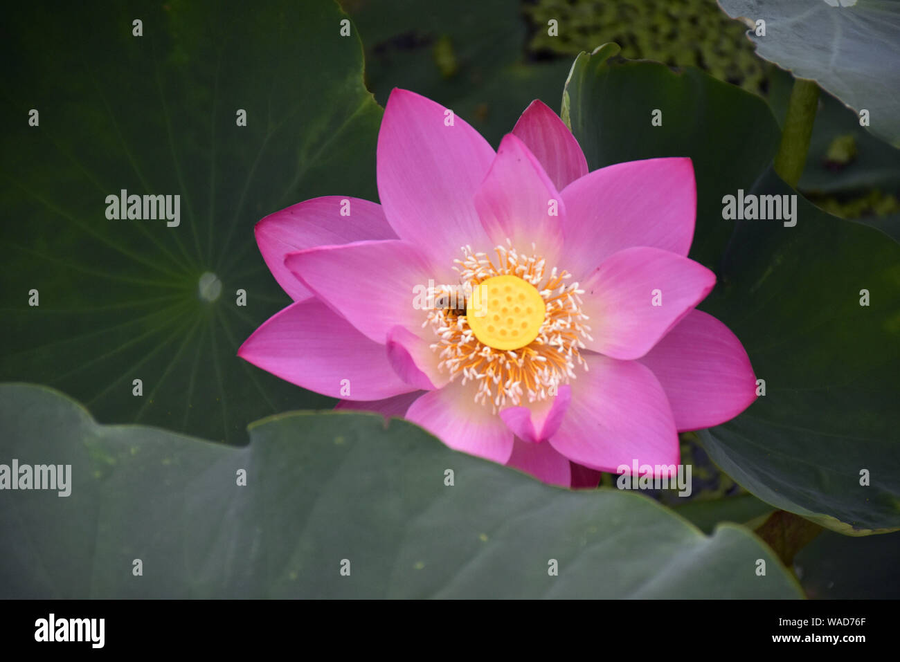 A lotus flower, whose seed had been dormant for perhaps hundreds of ...