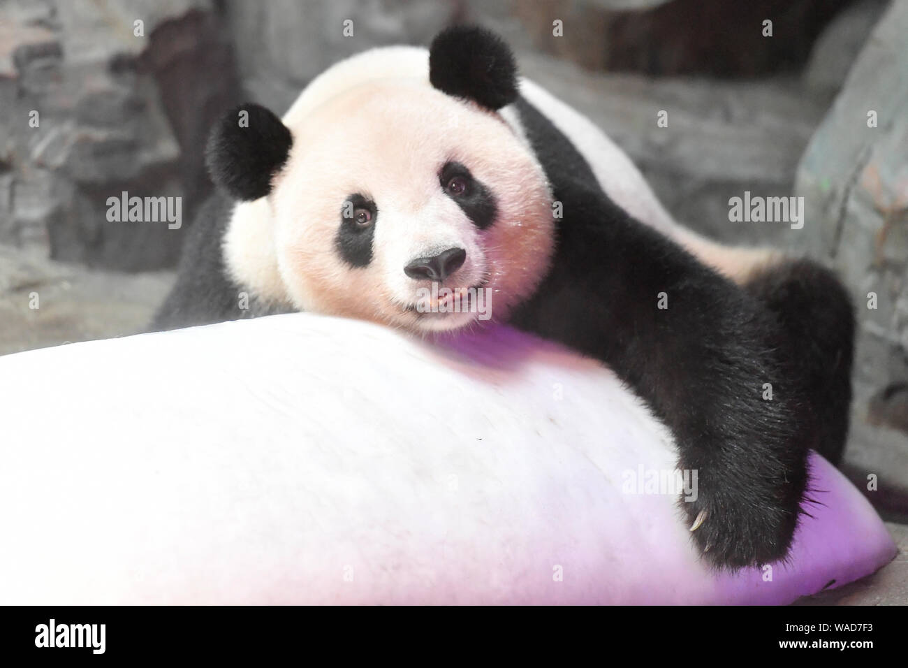 The giant panda Long Long lies on a huge ice block to cool off at ...