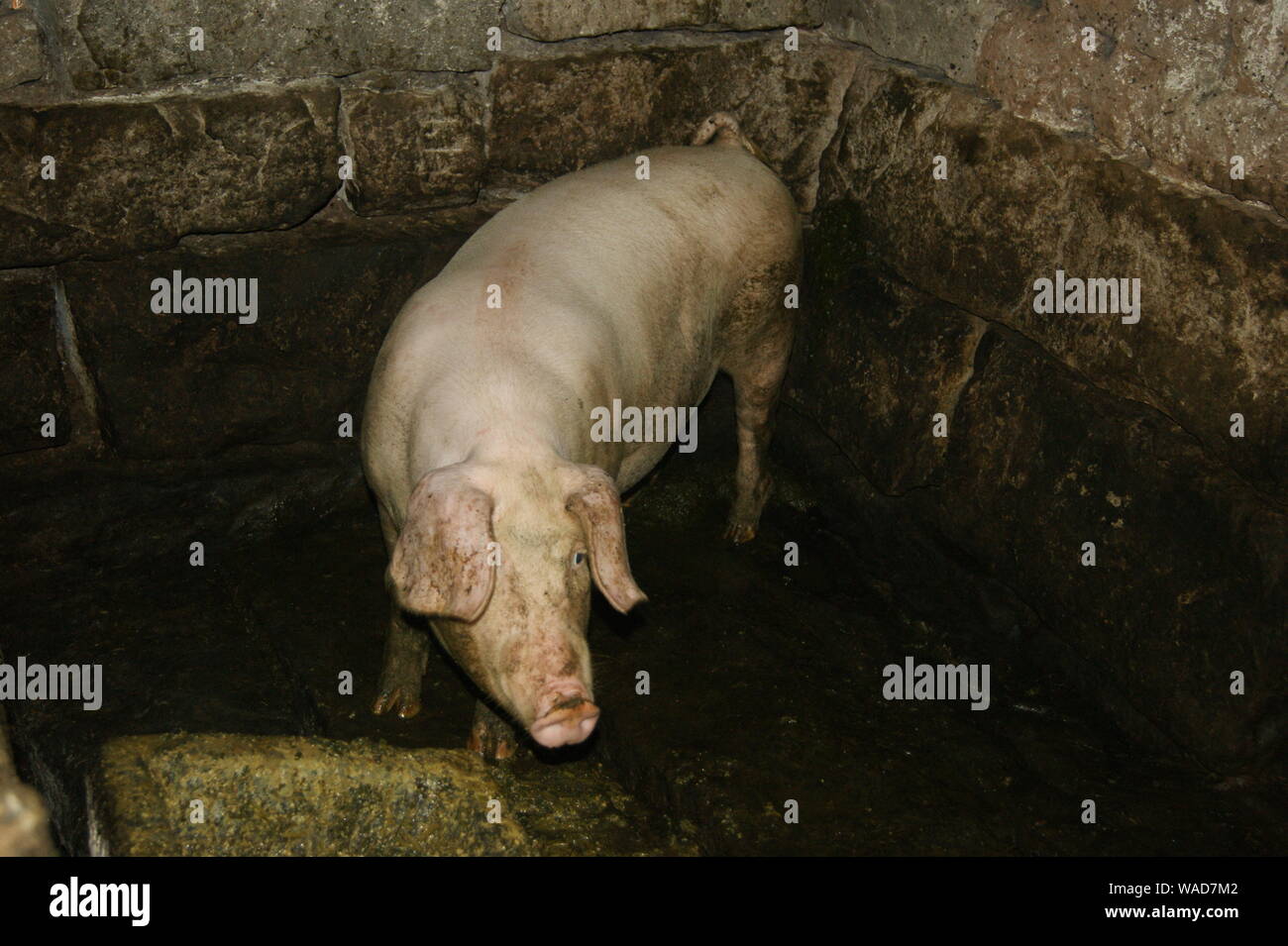 --FILE--Hogs are pictured at a pig farm in Yunyang county, Chongqing ...