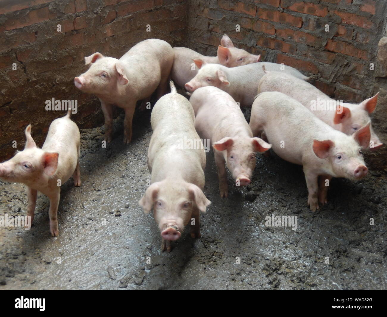 --FILE--Hogs are pictured at a pig farm in Yunyang county, Chongqing ...