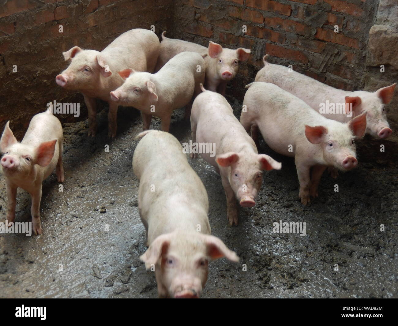 --FILE--Hogs are pictured at a pig farm in Yunyang county, Chongqing ...