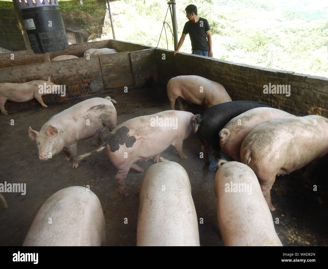 --FILE--Hogs are pictured at a pig farm in Yunyang county, Chongqing ...