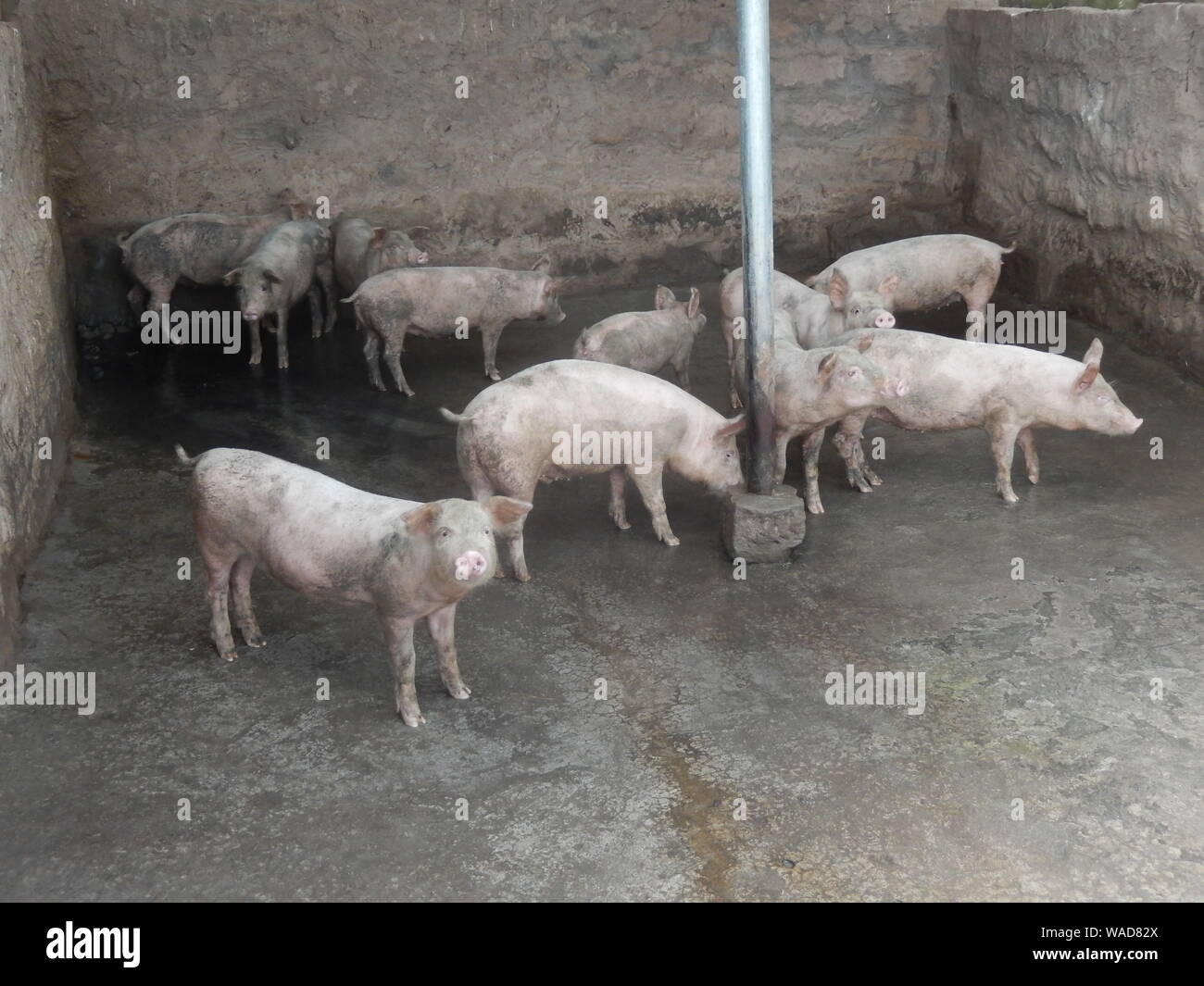--FILE--Hogs are pictured at a pig farm in Yunyang county, Chongqing ...