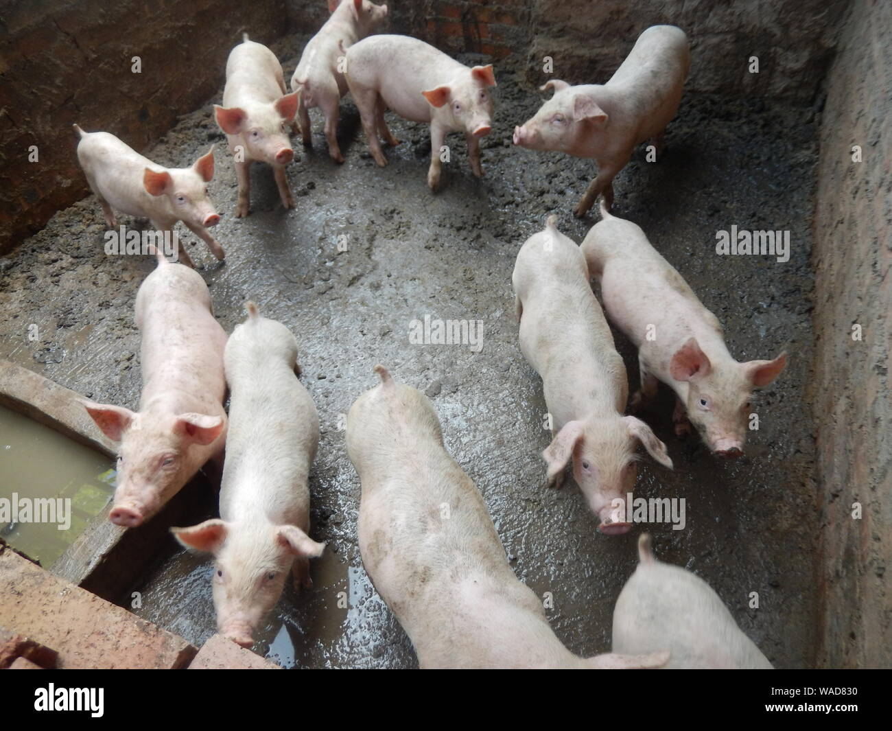 --FILE--Hogs are pictured at a pig farm in Yunyang county, Chongqing ...