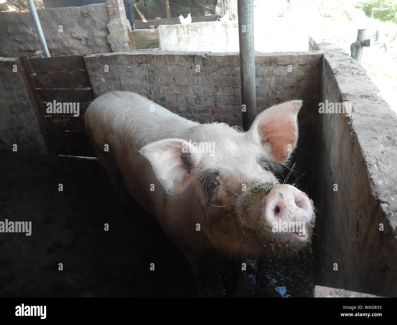 --FILE--Hogs are pictured at a pig farm in Yunyang county, Chongqing ...