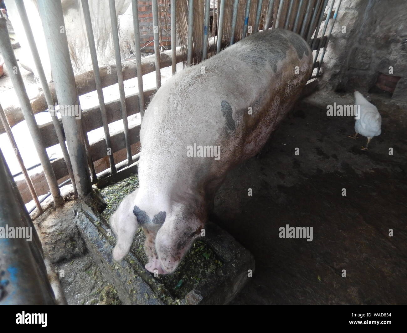 --FILE--Hogs are pictured at a pig farm in Yunyang county, Chongqing ...