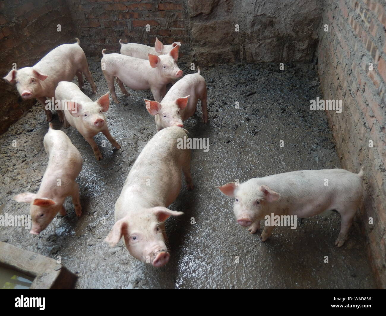 --FILE--Hogs are pictured at a pig farm in Yunyang county, Chongqing ...