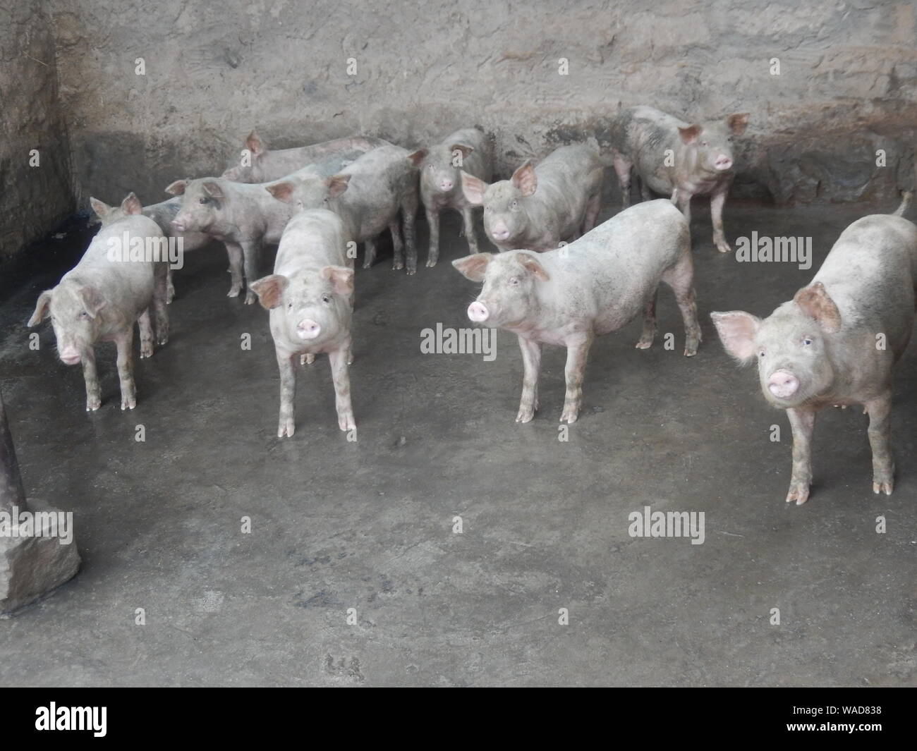 --FILE--Hogs are pictured at a pig farm in Yunyang county, Chongqing ...