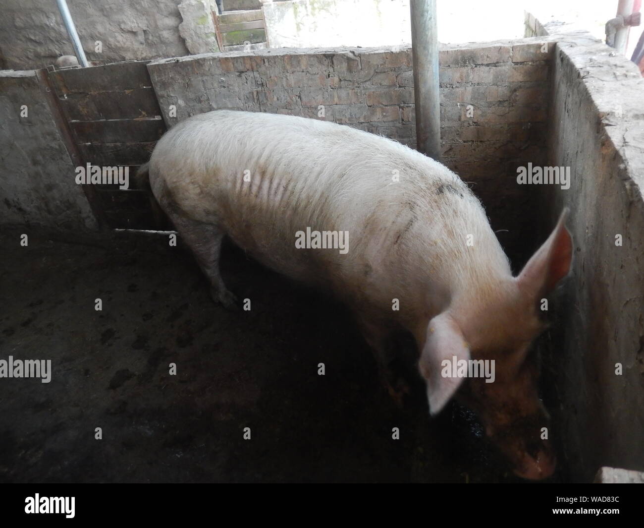 --FILE--Hogs are pictured at a pig farm in Yunyang county, Chongqing ...