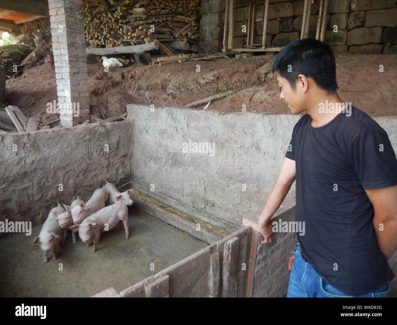 --FILE--Hogs are pictured at a pig farm in Yunyang county, Chongqing ...