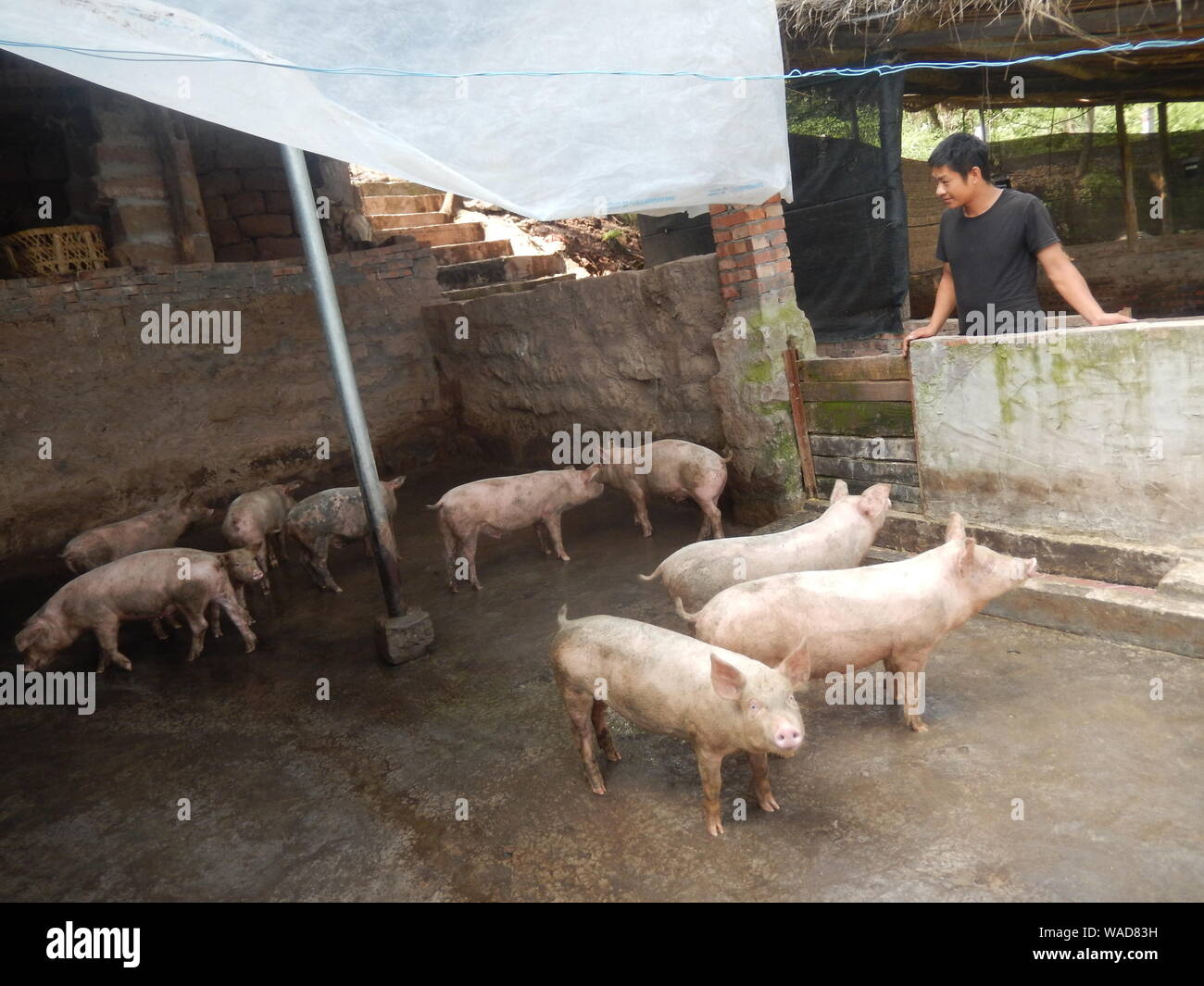 --FILE--Hogs are pictured at a pig farm in Yunyang county, Chongqing ...