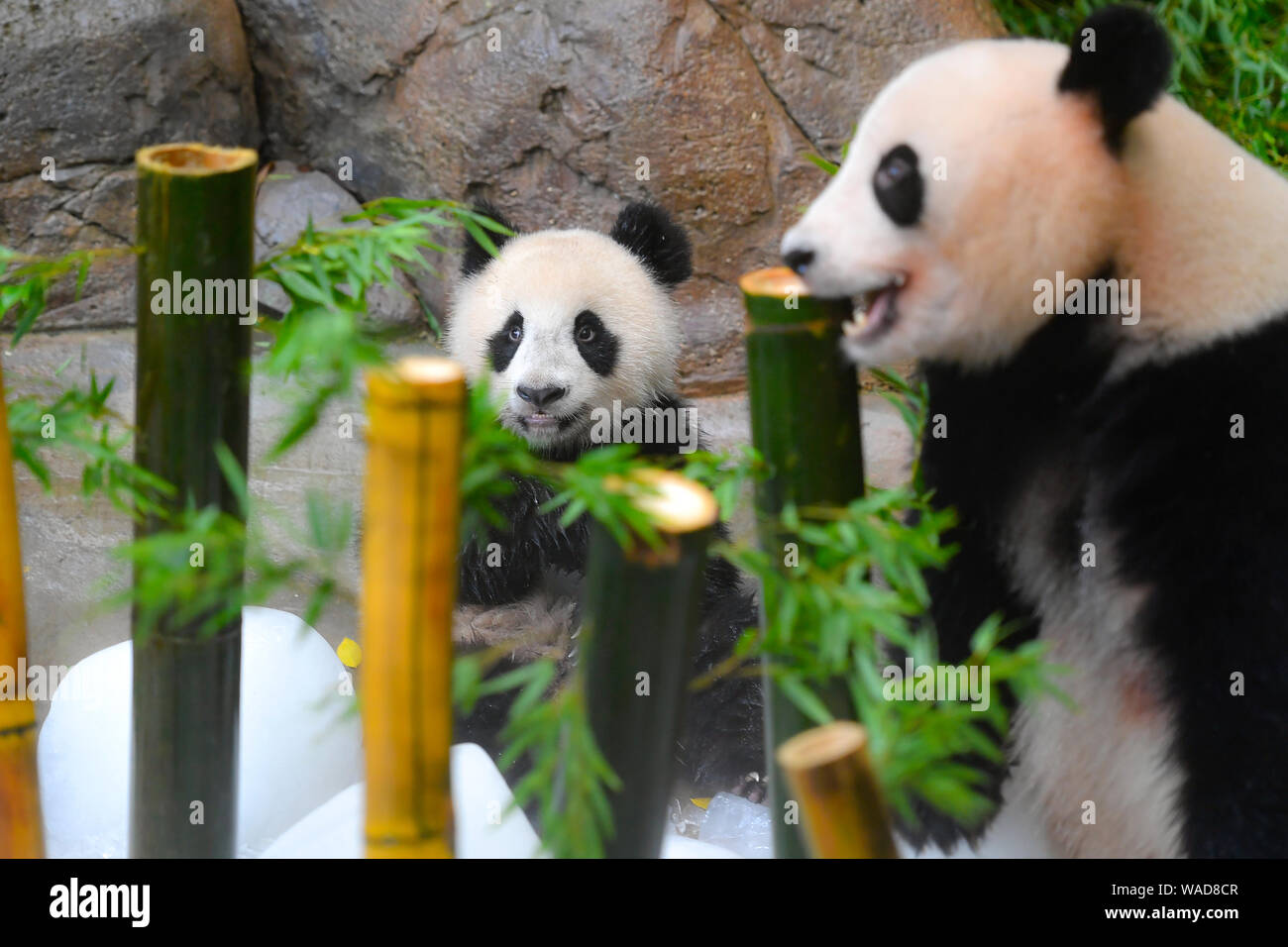 The giant panda Long Long and its son Long Zai eat bamboo shoots at ...