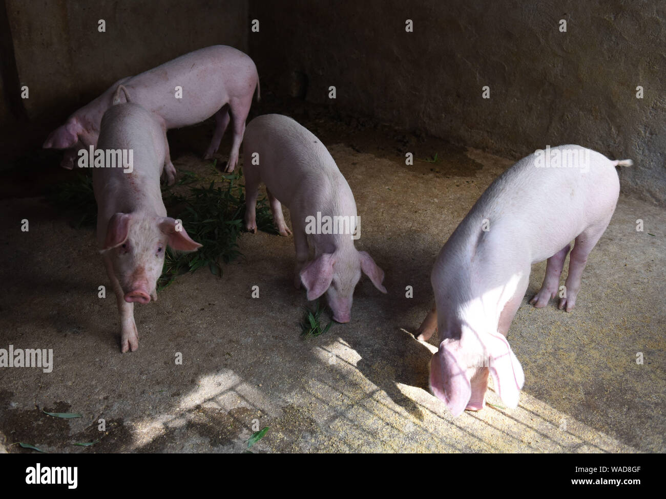 Hogs are pictured at a pig farm in Linquan county, Fuyang city, east ...
